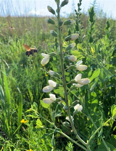 A Practioners Journey Of Tallgrass Prairie Restoration Society For