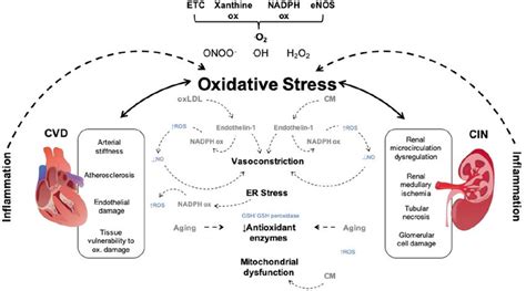 Oxidative Stress Mechanisms In Contrast Induced Nephropathy And