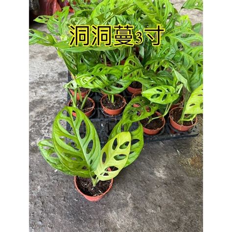 霏霏園藝洞洞蔓3寸特價49元 5吋140元 蝦皮購物
