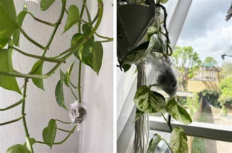 Layering Plants