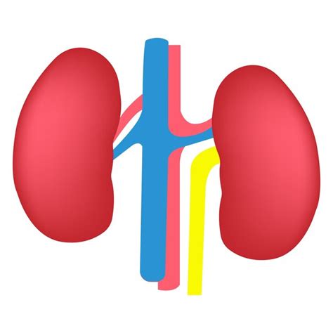 Menselijke Orgel Nieren Vector Illustratie Gemaakt In 3d Stijl