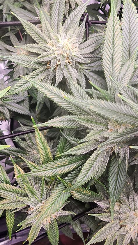 Nutrient Burn Grow Question By Kmurr07 Growdiaries