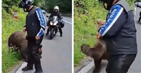 Motociclist atacat de un urs pe Transfăgărășan Care este gestul care