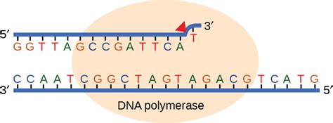 Dna Repair Biology Part I