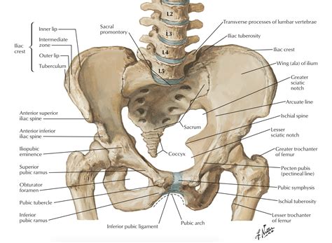 Iliac