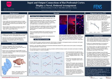 Pdf Input And Output Connections Of Rat Prefrontal Cortex Display A