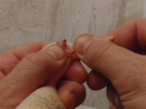 Ball Python Care Sheet