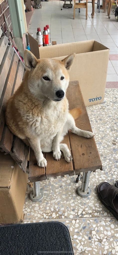 臺南市動物防疫保護處