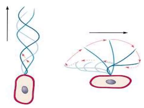 Eukaryotic Flagella And Cilia Pptx