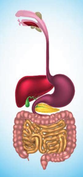Organ Tanıma Object Detection Dataset And Pre Trained Model By Organ Tanma