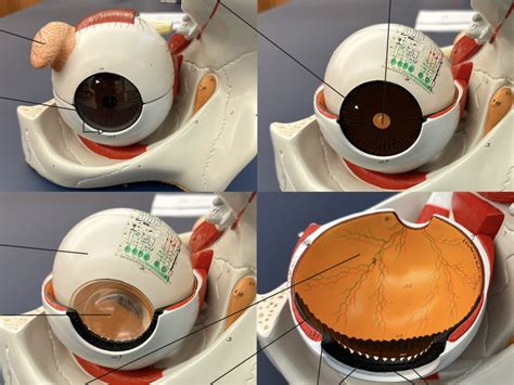 Special Senses Large Eye Model Anterior View Diagram Quizlet
