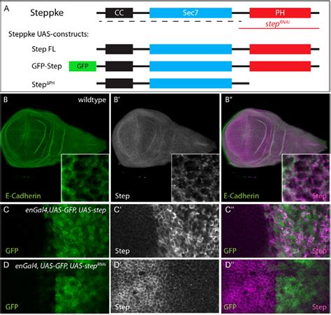 Figure 1 From The Drosophila Arf Gef Steppke Controls Mapk Activation