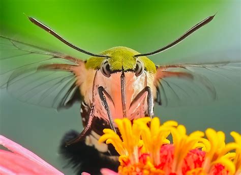 Focussed Macro Close Up Critiques Nature Photographers Network