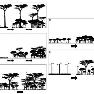 Model Showing Structural Changes In Different Nucleation Techniques