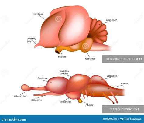 Birds Egg Anatomy Diagram Chart Structure Names Vector Illustration Cartoondealer Com