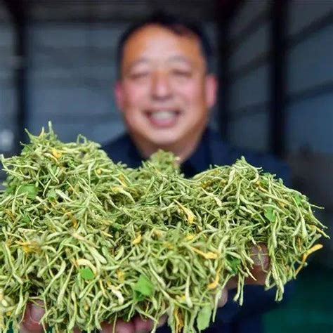 董王庄乡姚村村金银花香飘富民路组图 种植 洛阳 中药材
