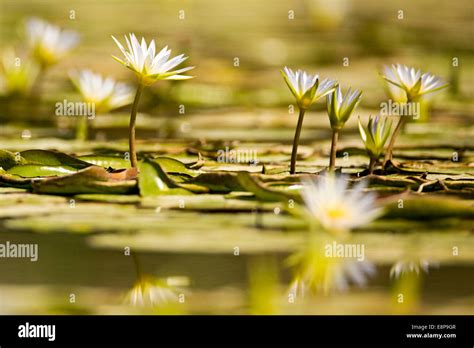 Nymphaea Caerulea Known Primarily As Blue Lotus Or Blue Egyptian