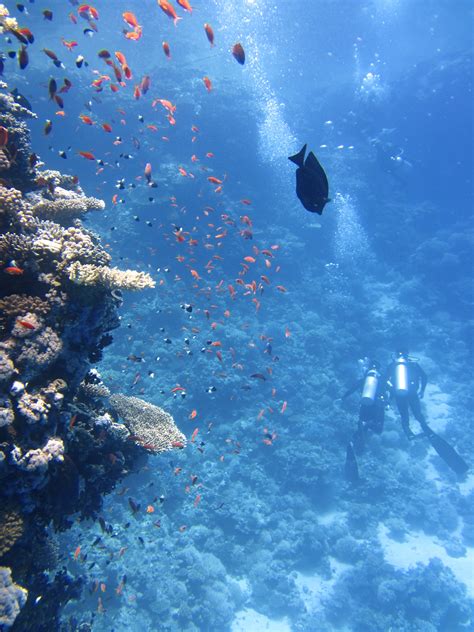Fotos Gratis Mar Oceano Cielo Buceo Nadar Reflexión Biología