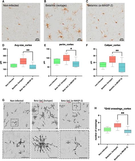Figure 4 From Inhibition Of The Lectin Pathway Of Complement Activation Reduces Acute