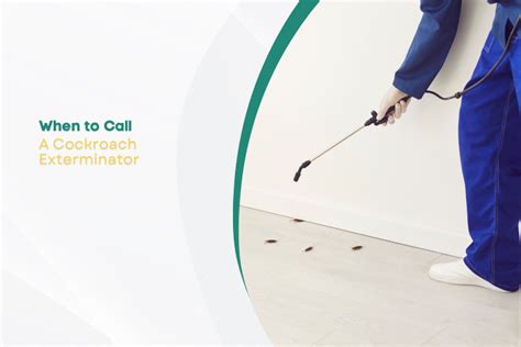 When To Call A Cockroach Exterminator Kungfu Helper When To Call A Cockroach Exterminator Kungfu Helper