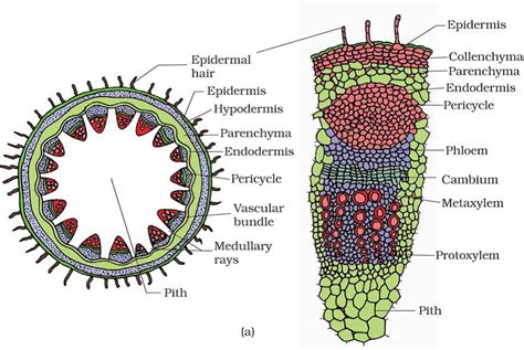 PlantSciences Anatomy Of Dicot And Monocot Stem