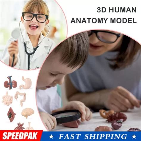 ANATOMICAL HUMAN BODY Model Anatomy Internal Organ Model Teaching Mold Mini B3Y0 8 04 PicClick UK