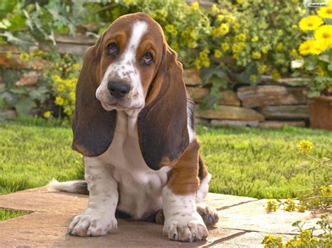 Basset Hound Puppy Wallpaper