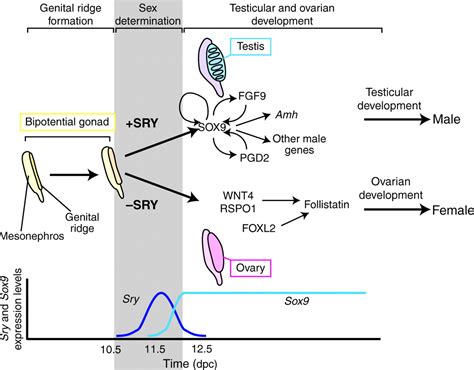 Diagram Of Mammalian Sex Determination — Gender Inclusive Biology