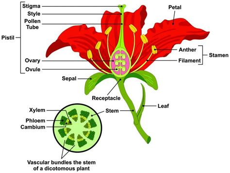 Labelled Diagram Of A Rose Flower Parts Labelling Flower Pla