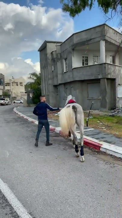 الحصان ادميرال ابن الفحل ساهران ابن الفحل صفوان الناصر والأم عائشة بنت الفحل بصران ابن سنان