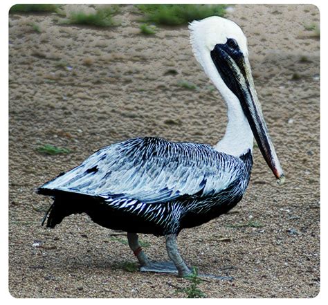 Pelican Retouch By Frenchyart On Deviantart