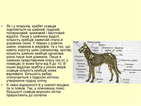 Ссавці Особливості зовнішньої будови ссавців презентация онлайн