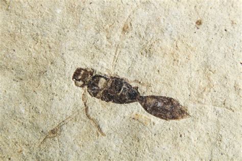18 Fossil Wasp Hymenoptera France 256025 For Sale