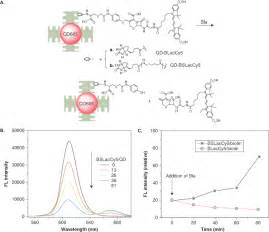 Qd Fret Sensor For Detecting B Lactamase Activity A The Bla Substrate