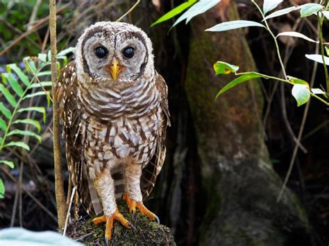 Juvenile Barred Owls Identification Guide With Pictures Birdfact