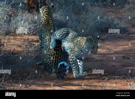 Male And Female Leopard Hi Res Stock Photography And Images Alamy