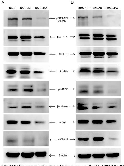 Figure 1 From Targeted Disruption Of The Bcr Abl Fusion Gene By Cas9