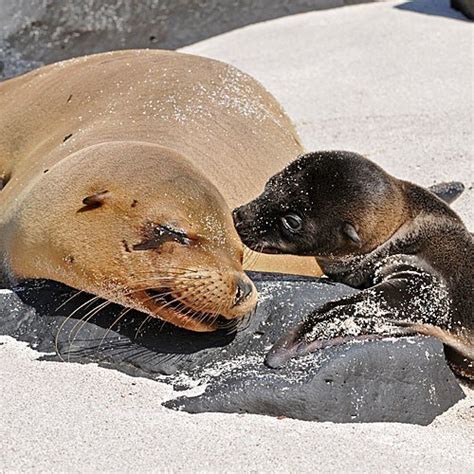 Cría De Foca Con Su Mamá