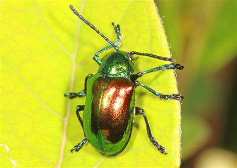 Chrysomelidae