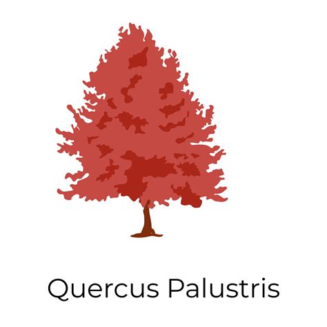 Quercus Palustris Tree 2709975 Vector Art At Vecteezy