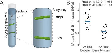 Fig S6 Buoyancy Centrifugation As A Surrogate Measure For Cell