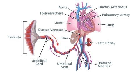 Effect Of Gravity On Circulation