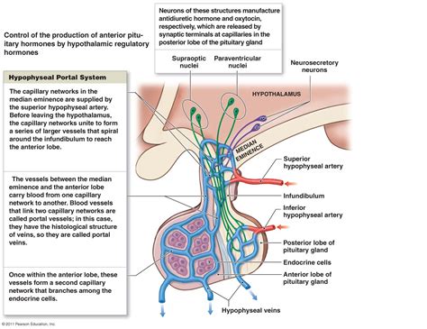 Hypothalamo Hypophys Clinical Anatomy And Operative Surgery