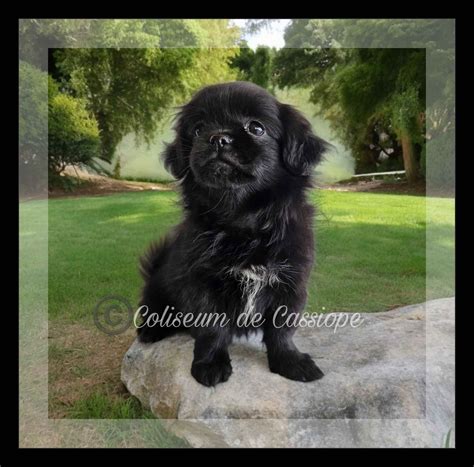 Tibetan Spaniel Puppies For Sale