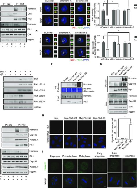 Hornerin Mediates Plk1 Phosphorylation By Chk1 A D Sirna Transfected Download Scientific