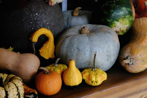 Cucurbits Springvale Garden Centre
