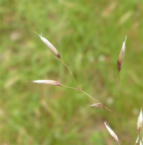 Wavy Hair Grass Naturespot