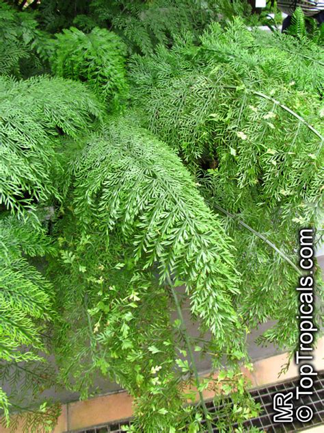 Asplenium Viviparum Mother Fern Top Tropicals Plant Encyclopedia