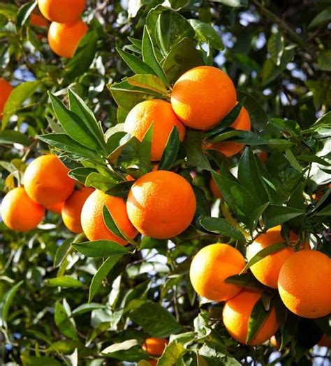 تعبیر خواب باغ سرسبز و زیبا امام صادق و حضرت یوسف و باغ برای دختر مجرد