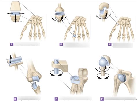 Structural Classifications Of Synovial Joints Diagram Quizlet